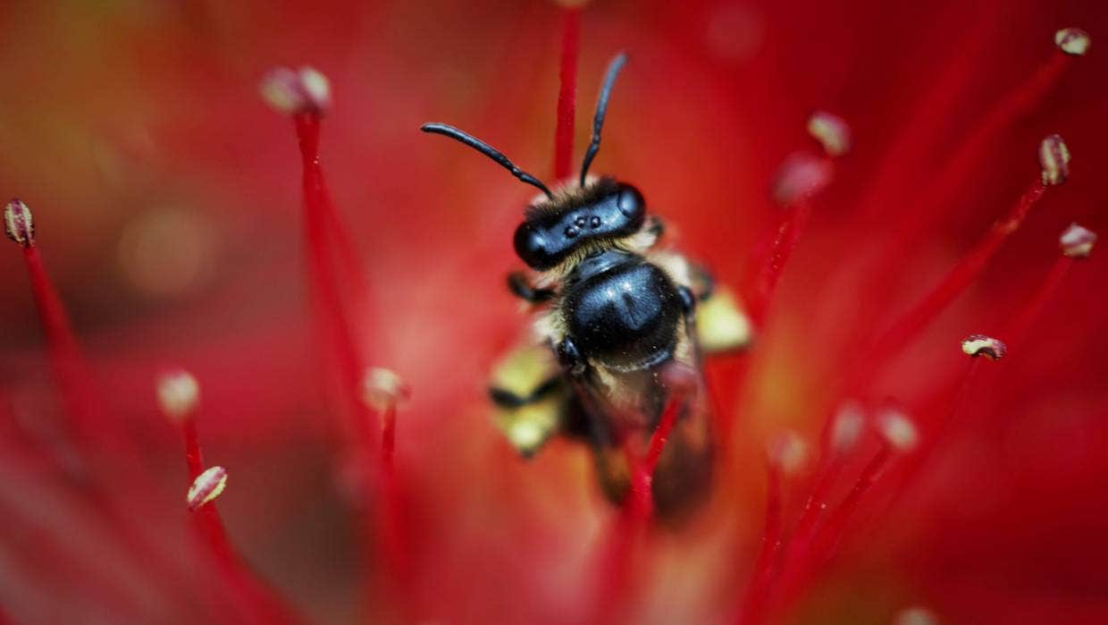 Bee Awesome | Bee and Hive Education in New Zealand Schools